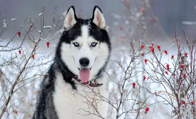 夢見西伯利亞雪橇犬是什麼意思：你需要的力量