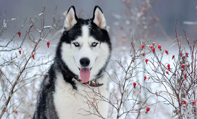 De betekenis van dromen van een Siberische husky