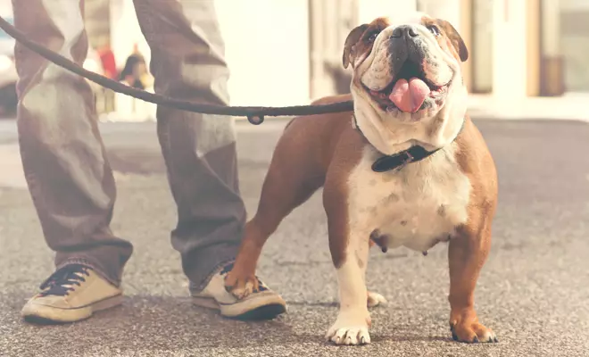 Bedeutung von einer Bulldogge träumen: dem Schein nicht trauen