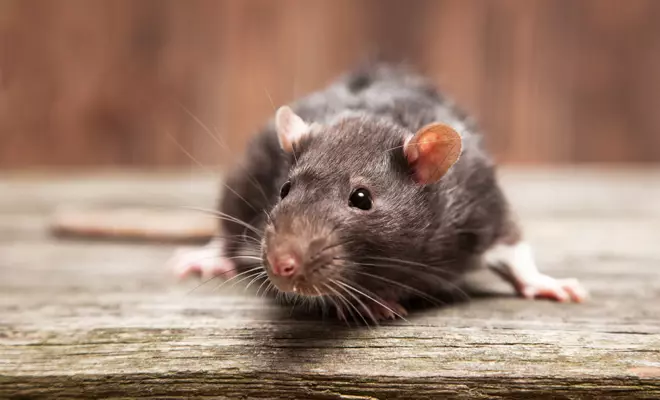 ماذا يعني أن تحلم بقتل فأر: أنت تنجح!