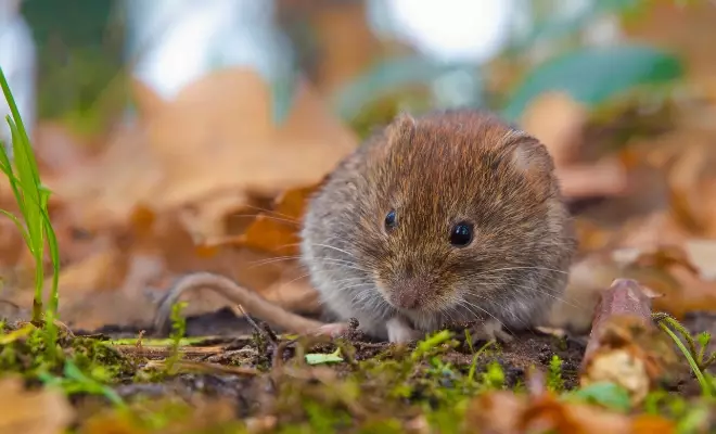 خواب موش های کوچک: تعبیرش چیست؟