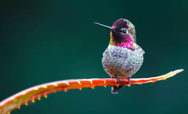 Maja kolibri: eredete