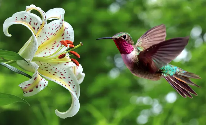 Meksykańskie opowieści: co kryje się za kolibrem Majów