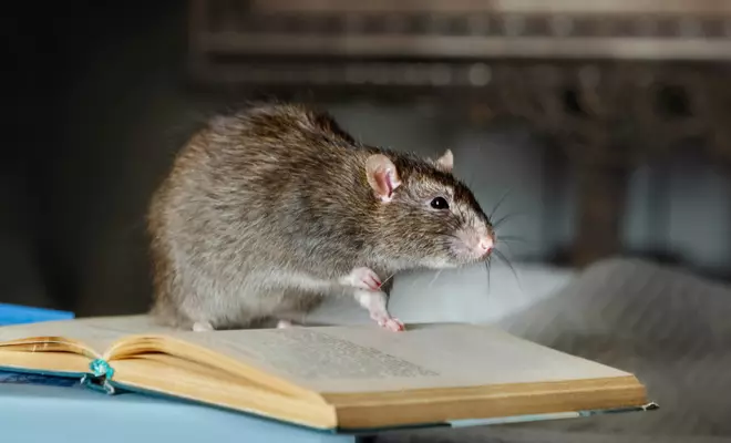 Nằm mơ thấy chuột nâu có ý nghĩa gì?