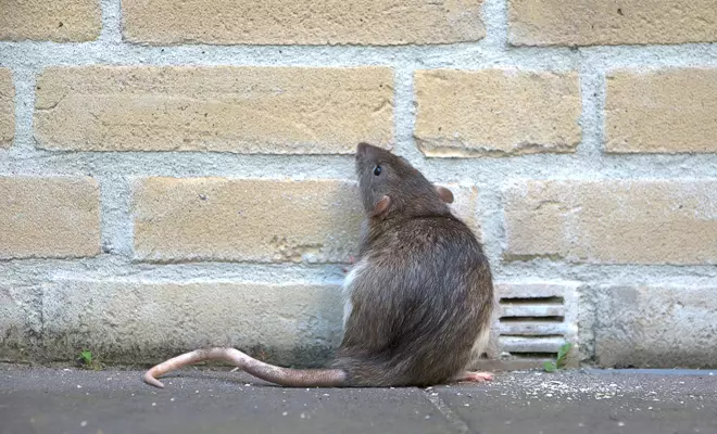 夢見灰老鼠是什麼意思