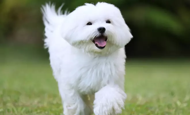 Den sanna renheten när man drömmer om en vit hund