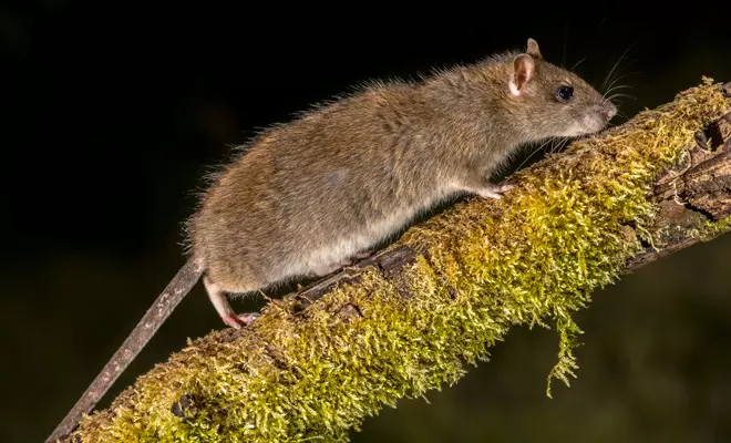 Marzysz o biegających szczurach: czy wokół ciebie są toksyczni ludzie?