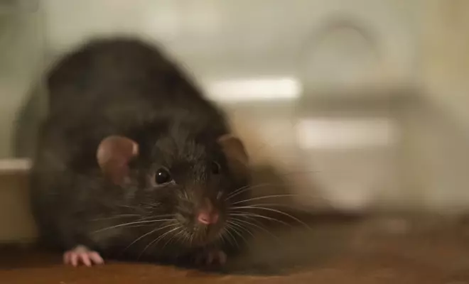 Nieprzyjemne znaczenie śnienia wielkich szczurów