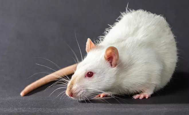 Soñar con ratos brancos: renova as túas relacións