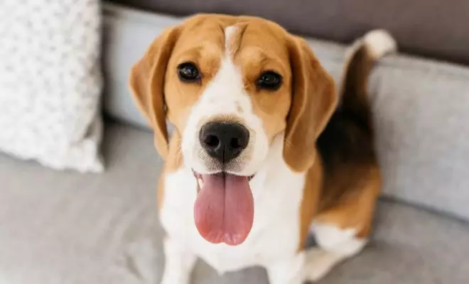 Quin és el significat de somiar amb un beagle?
