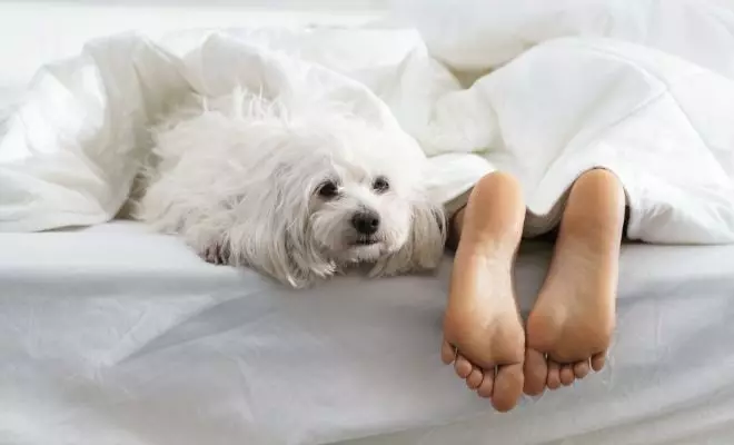 Vilken tolkning har det att drömma om en vit hund?