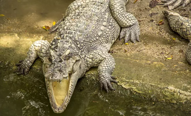 Que significa soñar que un crocodilo come a alguén?