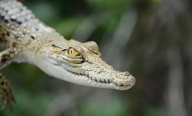Snívanie o krokodíloch doma: čo to znamená?