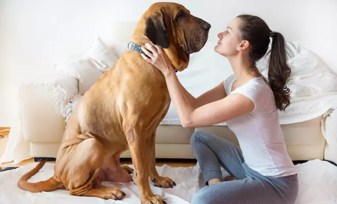 Сонување за големи кучиња: во потрага по лојалност