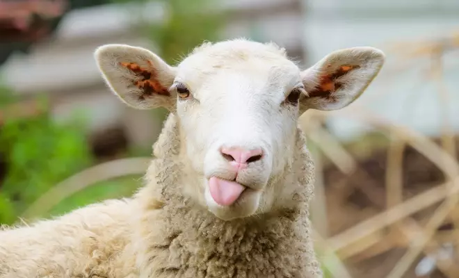 Snění o ovcích: jste součástí stáda?