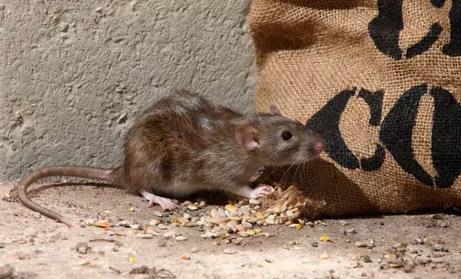 Snívať o tom, že všade sú potkany: obnovte svoj pokoj