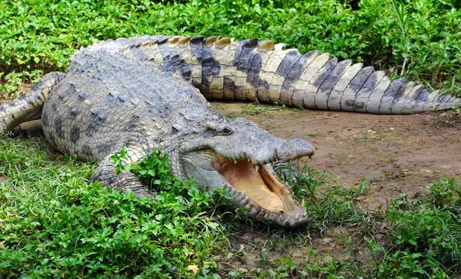 Pse ëndërroni që një krokodil po ju ndjek