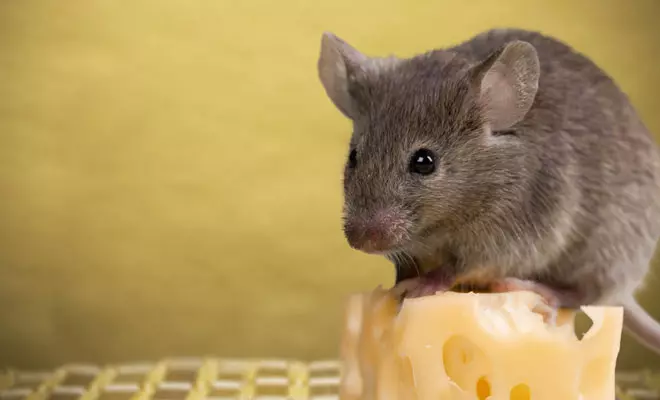 Se bojite miši in podgan?