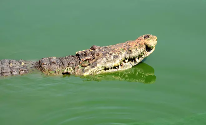 Snívanie o mŕtvom krokodílovi: vyhráte