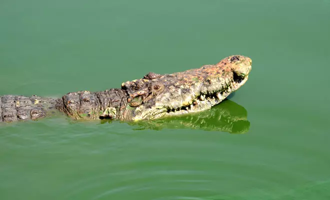 Wateya wê çi ye ku meriv di xewna tîmsehên mirî de bibîne