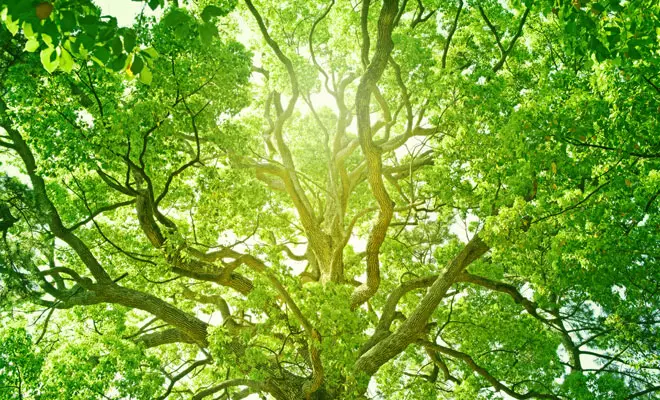 Значението на сънуването на зелени листа на дървета