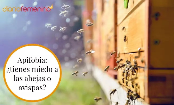Die Angst vor Bienen oder Wespen wird Apiphobie genannt.