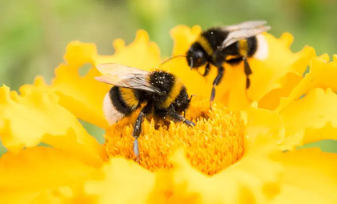 Kā pārvarēt bailes no bitēm