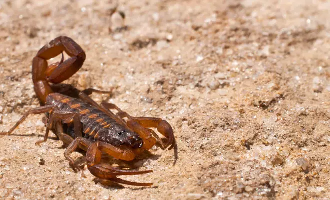 Ką reiškia sapnuoti skorpioną ar skorpioną lovoje?