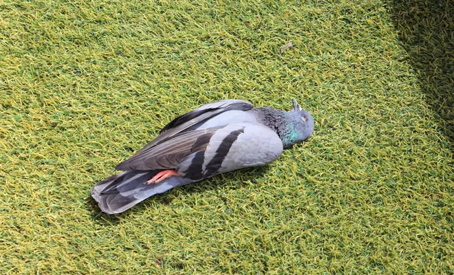 Dreaming of dead pigeons: seek calm