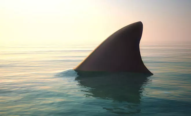 Sonhar que um tubarão te come: cuidado com a baixa autoestima