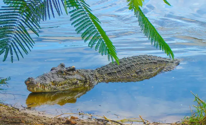 Seien Sie vorsichtig, wenn Sie von Krokodilen in schmutzigem Wasser träumen
