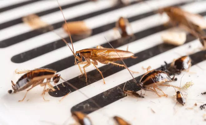 Wat betsjut it om te dreamen fan bedbugs en kakkerlakken