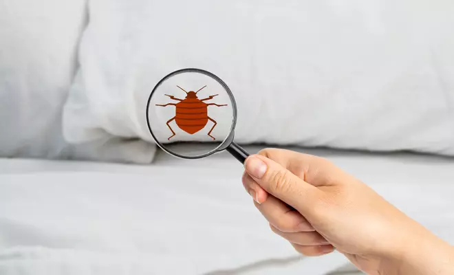 Значењето на сонувањето на креветските бубачки