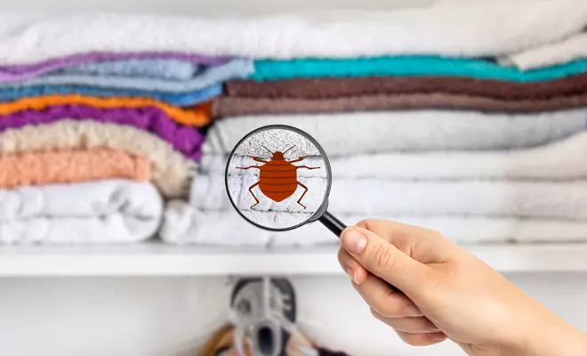 Wat is de betsjutting fan dreamen fan bedbugs op klean
