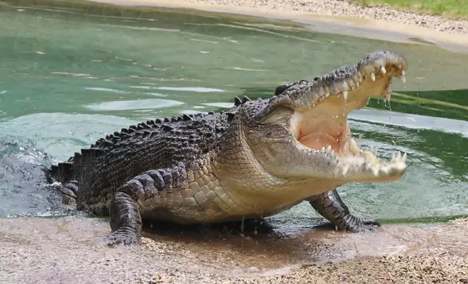 Co to znamená snít, že vás kousne krokodýl?