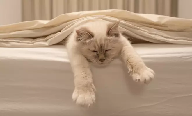 Το να κοιμάσαι με τη γάτα σου, όλα είναι οφέλη