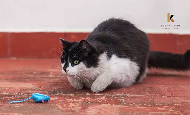 Fotografeer jou kat: Die beste plekke om foto's van jou troeteldier te neem