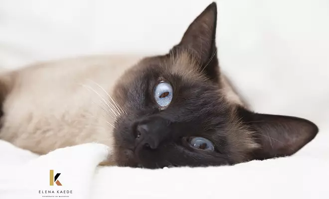 Fotografia al teu gat: Els millors llocs per fer fotos a la teva mascota