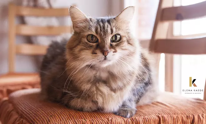 Tippek a legviccesebb és legeredetibb fotók készítéséhez macskájáról