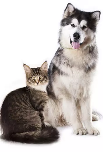 العلاجات المنزلية لشعر الكلاب والقطط