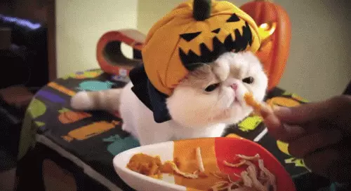 Só a cambio de comida, un gato permitirá disfrazarlo en Halloween