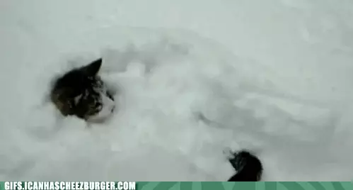 Disparaître jusqu'après Halloween, c'est tout ce que veulent les chats.