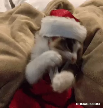 Ziemassvētku jaukākais kaķis