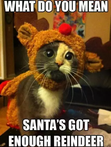 Este gato quer ser o melhor amigo do Papai Noel