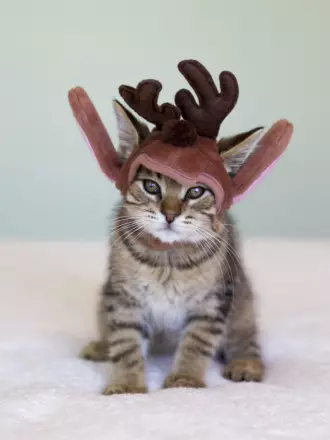 O gatinho fofo de Natal e renas