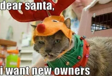 จดหมายถึงซานตาคลอสจากแมว