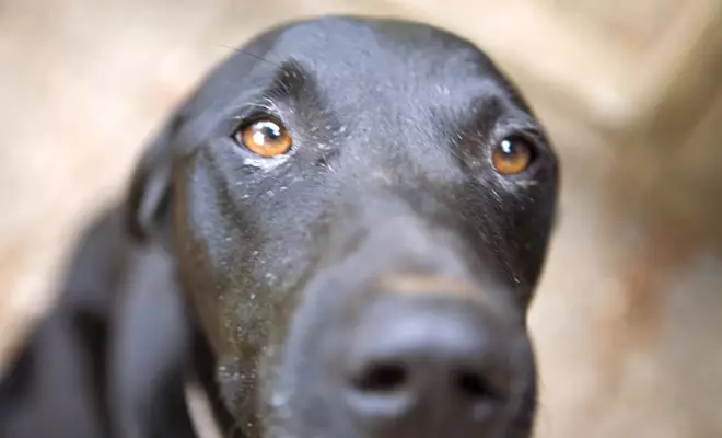 Estes son algúns dos nomes máis fermosos para o teu cachorro