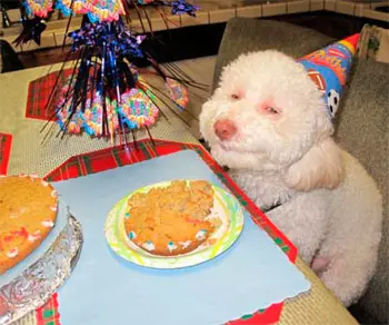 Šuns gimtadienio laimė