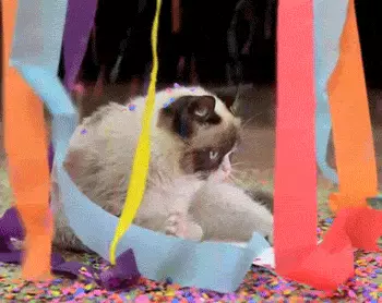 생일이 항상 멋진 것은 아니며 이 고양이는 생일을 전혀 좋아하지 않기 때문입니다.
