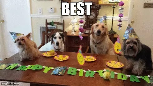 O seu aniversario: o mellor día do ano para este can.